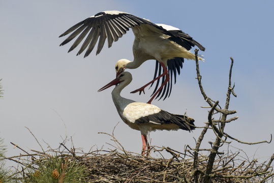 Accouplement 이미지 – 찾아보기 1,271 스톡 사진, 벡터 및 비디오 | Adobe Stock
