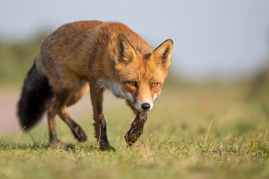 Fuchs 이미지 – 찾아보기 17,046 스톡 사진, 벡터 및 비디오 | Adobe Stock