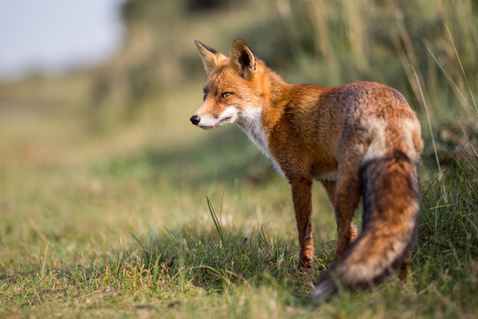 Fuchs 이미지 – 찾아보기 17,046 스톡 사진, 벡터 및 비디오 | Adobe Stock
