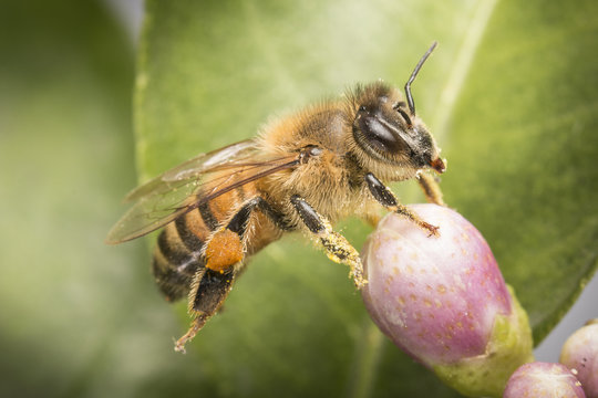 Abeja bilder – Bläddra bland 13,022 stockfoton, vektorer och videor ...