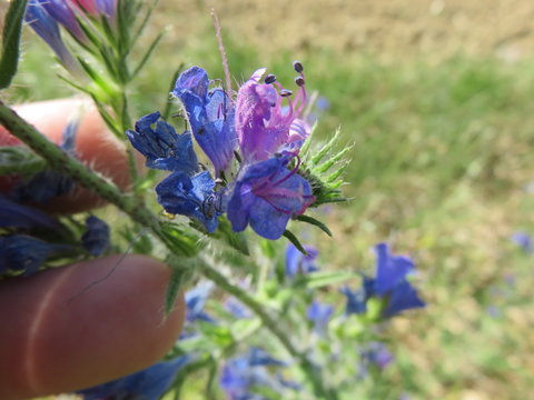 Imágenes de Boragine: descubre bancos de fotos, ilustraciones, vectores ...