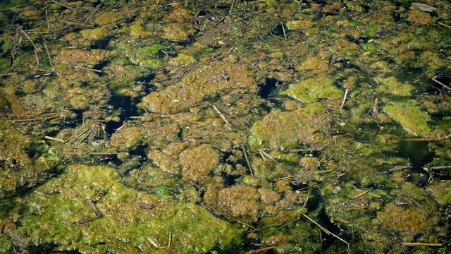 "Pond Scum" Images – Parcourir 289 le catalogue de photos, vecteurs et ...