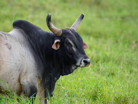 Black Brahman Bull