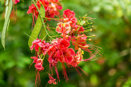 "Orgueil De Chine" Images – Browse 5 Stock Photos, Vectors, and Video ...