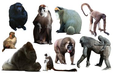 Joven chimpancé de pie como un ser humano | Foto Premium