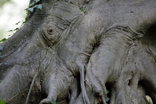 Imágenes de Necrophilia: descubre bancos de fotos, ilustraciones ...