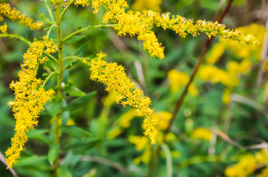 รูปภาพSolidago – เลือกดูภาพถ่ายสต็อก เวกเตอร์ และวิดีโอ17,533 | Adobe Stock