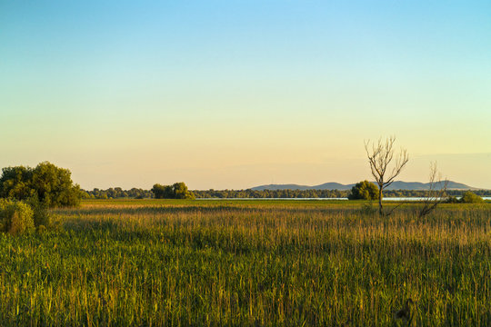 Reed Field Images – Browse 98,893 Stock Photos, Vectors, and Video ...