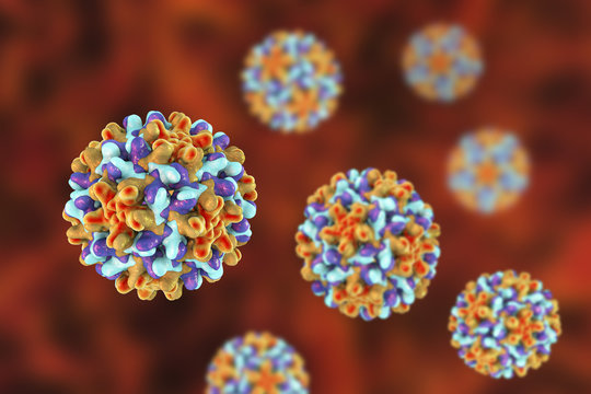 รูปภาพHepadnavirus – เลือกดูภาพถ่ายสต็อก เวกเตอร์ และวิดีโอ359 | Adobe ...