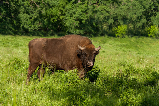 Zimbru Images – Browse 59 Stock Photos, Vectors, and Video | Adobe Stock