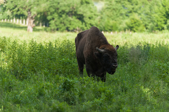 Zimbru Images – Browse 59 Stock Photos, Vectors, and Video | Adobe Stock