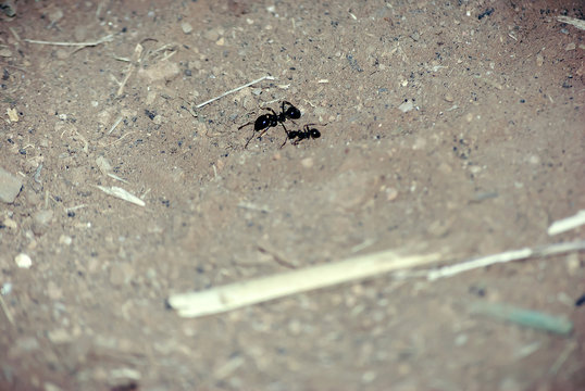 Formicaio Images – Browse 360 Stock Photos, Vectors, and Video | Adobe ...