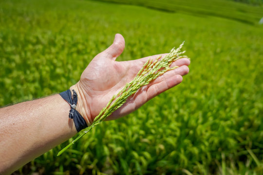 Govithana Images – Browse 47 Stock Photos, Vectors, and Video | Adobe Stock