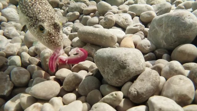 Bill-Fish bilder – Bläddra bland 58 stockfoton, vektorer och videor ...