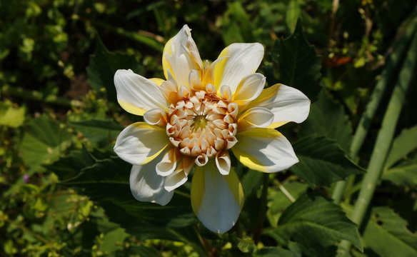 รูปภาพFlowre – เลือกดูภาพถ่ายสต็อก เวกเตอร์ และวิดีโอ133 | Adobe Stock