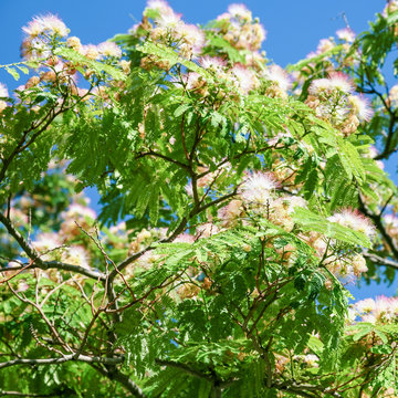 「Acacieae」の画像 - 776 件の Stock 写真、ベクターおよびビデオ | Adobe Stock