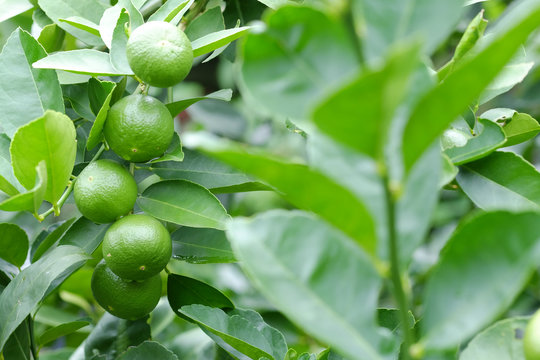 Persian Lime Tree