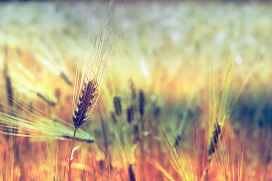 "Spiga Di Grano" Images – Browse 524 Stock Photos, Vectors, and Video ...