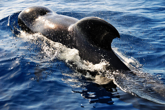 Pilotwal Bilder – Durchsuchen 2,373 Archivfotos, Vektorgrafiken und ...