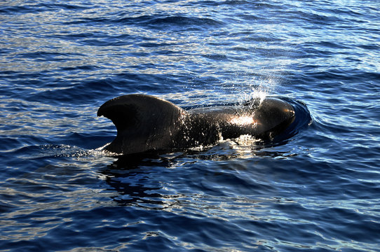 Pilotwal Bilder – Durchsuchen 2,076 Archivfotos, Vektorgrafiken und ...