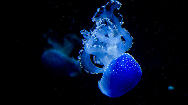 Quale Bilder – Durchsuchen 222 Archivfotos, Vektorgrafiken und Videos ...