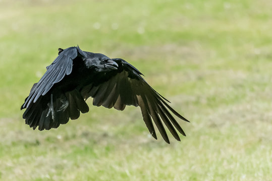 Crow Landing