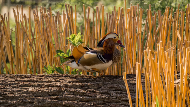 รูปภาพMander – เลือกดูภาพถ่ายสต็อก เวกเตอร์ และวิดีโอ339 | Adobe Stock