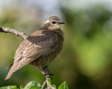 Podlot Images – Browse 56 Stock Photos, Vectors, and Video | Adobe Stock
