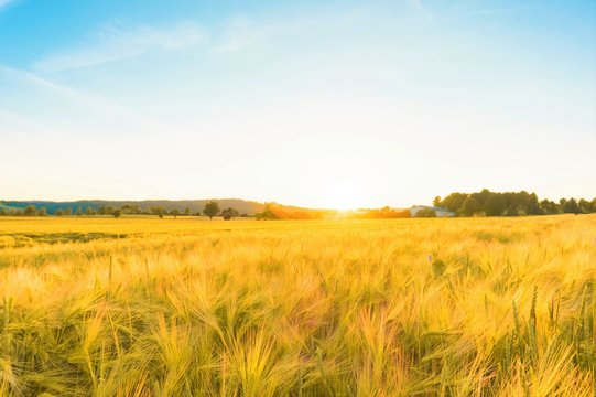 Roggenfeld Bilder – Durchsuchen 267,769 Archivfotos, Vektorgrafiken und ...