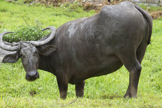 Carabao Images – Browse 2,162 Stock Photos, Vectors, and Video | Adobe ...