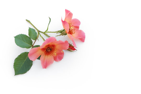 รูปภาพBuschrosen – เลือกดูภาพถ่ายสต็อก เวกเตอร์ และวิดีโอ156 | Adobe Stock