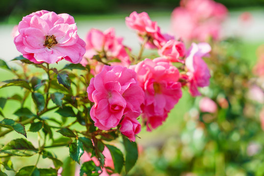 Nice Roses Images – Browse 84,361 Stock Photos, Vectors, and Video ...