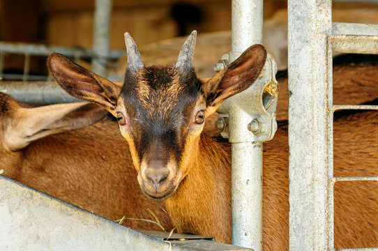 「Chevreau」の画像 - 1,063 件の Stock 写真、ベクターおよびビデオ | Adobe Stock