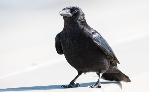 「Rabe」の写真素材 | 14,081件の無料イラスト画像 | Adobe Stock