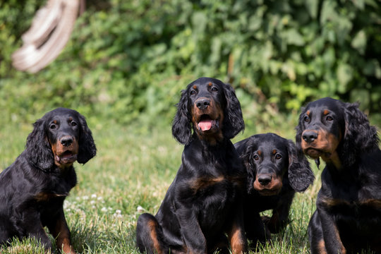 「Gordon」の画像 - 4,487 件の Stock 写真、ベクターおよびビデオ | Adobe Stock