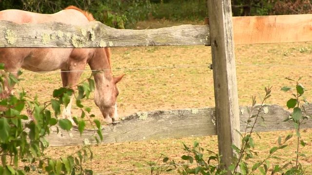 Penned-In Képek – Böngésszen 43 stockfotókat, vektorokat és videókat ...