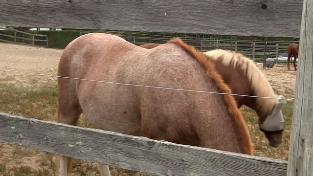 Penned-In bilder – Bläddra bland 43 stockfoton, vektorer och videor ...
