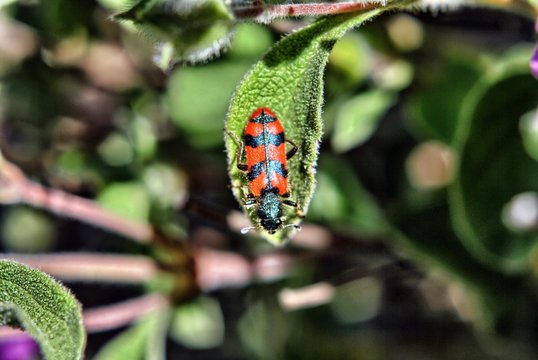 「Bestiola」の写真素材 | 37件の無料イラスト画像 | Adobe Stock