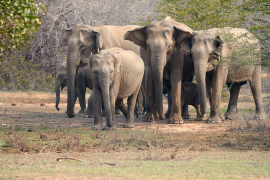Kagalla Bilder – Durchsuchen 82 Archivfotos, Vektorgrafiken und Videos ...