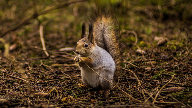 Imagens de Nutlet – Explore Fotografias do Stock, Vetores e Vídeos de ...