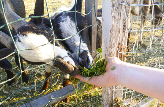 Caprette Images – Browse 251 Stock Photos, Vectors, and Video | Adobe Stock