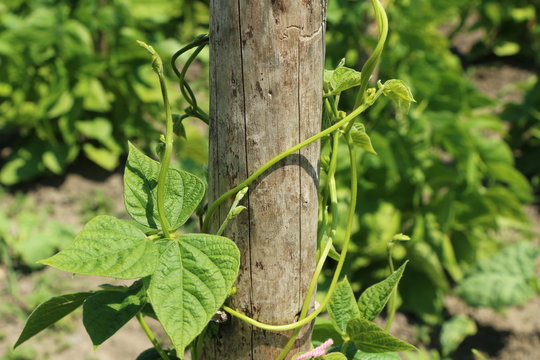 Bohnenstange Images – Browse 57 Stock Photos, Vectors, and Video ...