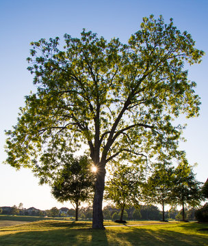 "Pecan Tree" Images – Browse 94,885 Stock Photos, Vectors, and Video ...