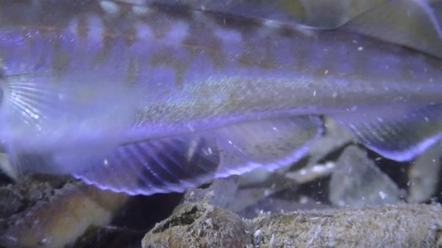 Afbeeldingen over Merlan – Blader in stockfoto's, vectoren en video's ...