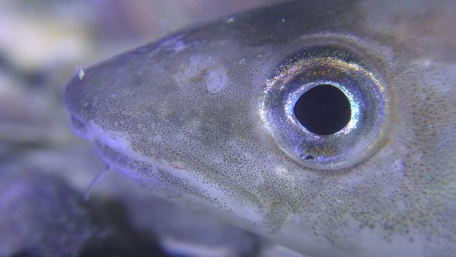 Merlan Images – Browse 419 Stock Photos, Vectors, and Video | Adobe Stock