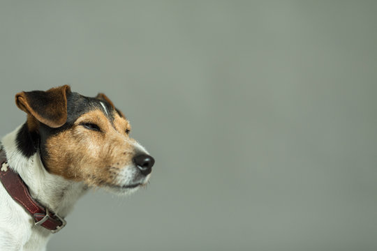 「Dogies」の画像 - 298 件の Stock 写真、ベクターおよびビデオ | Adobe Stock