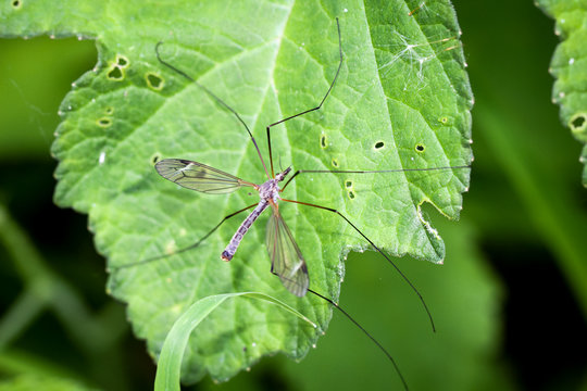 Wiesenbewohner bilder – Bläddra bland 49 stockfoton, vektorer och ...