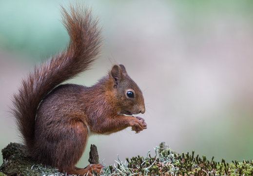 Rodensia Images – Browse 6 Stock Photos, Vectors, and Video | Adobe Stock