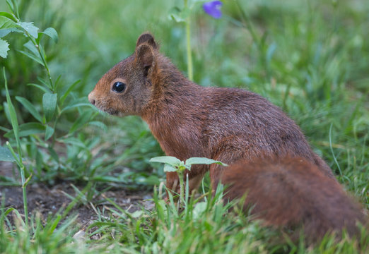 Rodensia Images – Browse 6 Stock Photos, Vectors, and Video | Adobe Stock