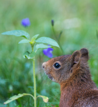 Rodensia Images – Browse 6 Stock Photos, Vectors, and Video | Adobe Stock